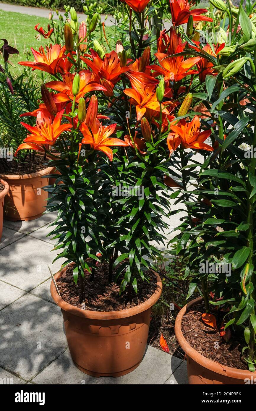 Orange asiatic lily lilium hi-res stock photography and images - Alamy
