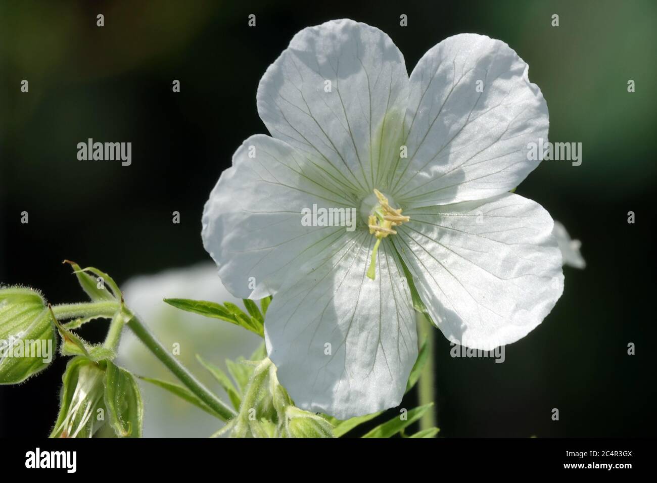 Geranium pratense alba hi-res stock photography and images - Alamy
