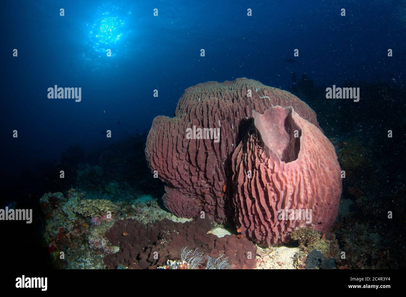 Giant barrel sponges, Xestospongia testudinaria, Sipadan Island ...