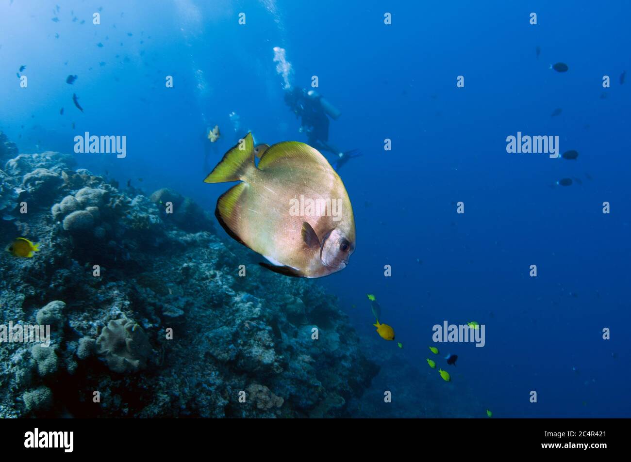 Golden spadefish hi-res stock photography and images - Alamy