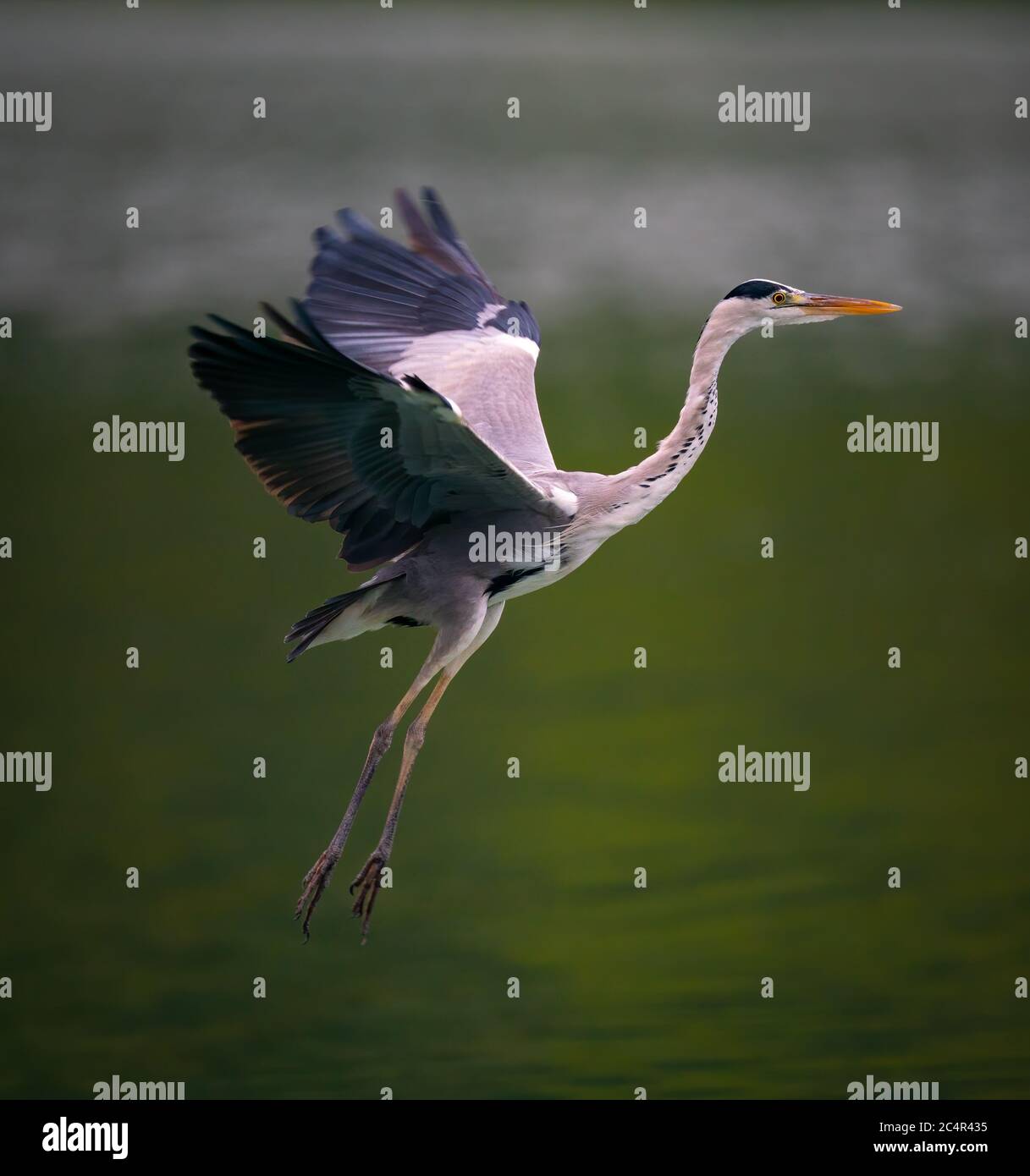 A closeup shot of a Great Blue Heron spreading its wings wide while ...