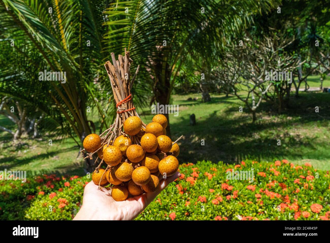 Girl is going to eat longan in a tropical garden. Vitamins, fruits ...