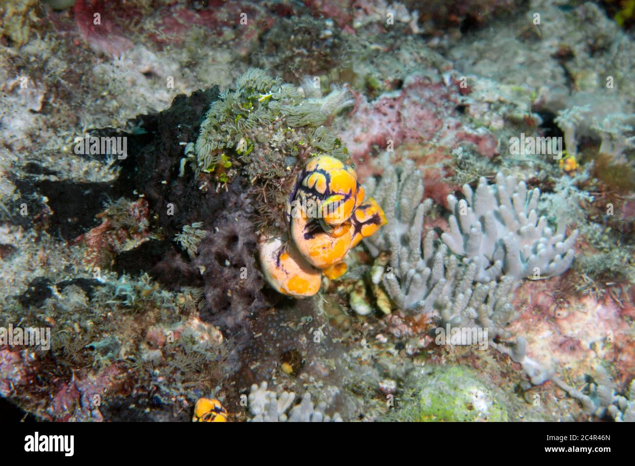Tunicate ascidian or sea squirt, Polycarpa aurata, Mabul Kapalai ...
