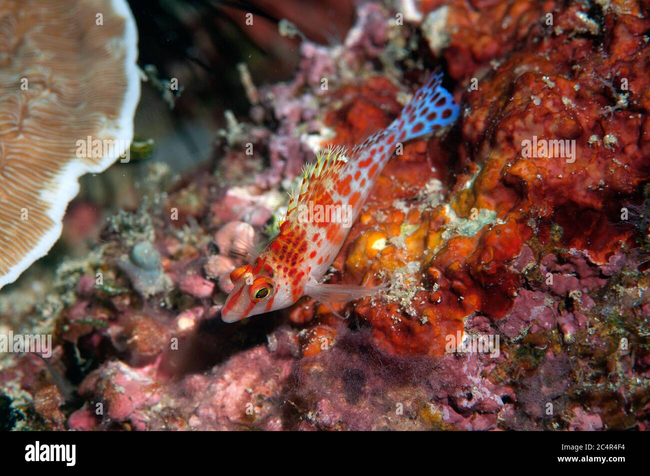 Dwarf hawkfish, Cirrhitichthys falco, Mabul Kapalai, Malaysia Stock ...