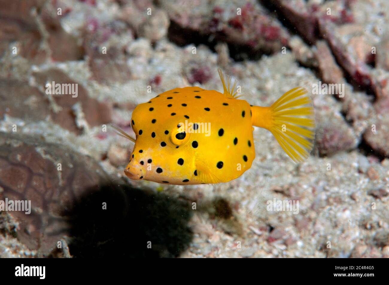 Juvenile yellow boxfish, Ostracion cubicus, Mabul Kapalai, Malaysia ...