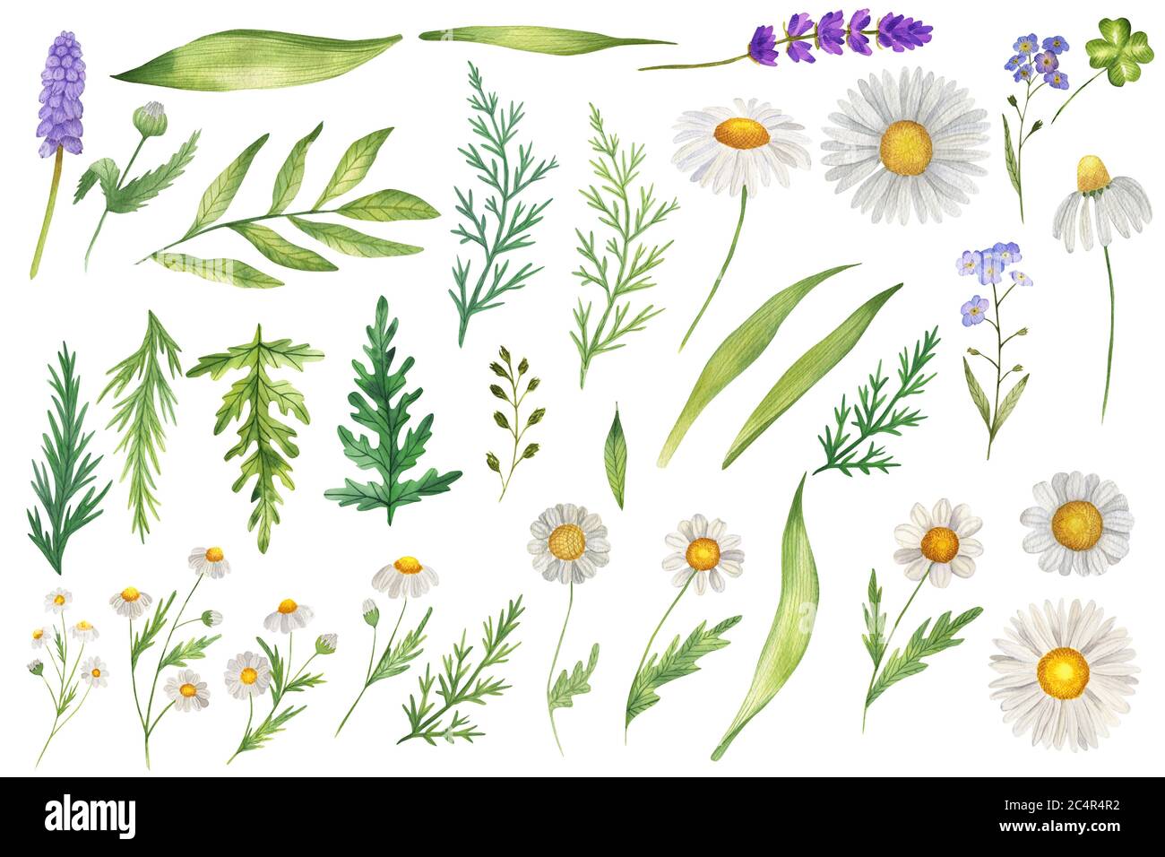 Watercolor set of daisies and wild flowers. Elements isolated on white ...