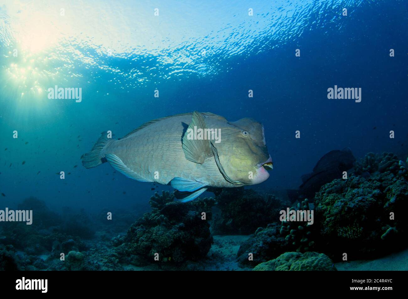 Bumphead parrotfish, Bulbometopon muricatum, Sipadan Island, Malaysia ...