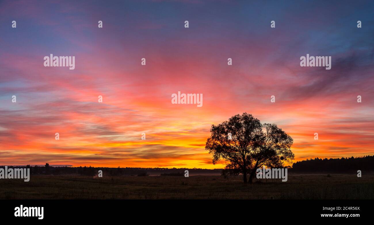 Beautiful sunrise over green field and single tree in a summer morning ...