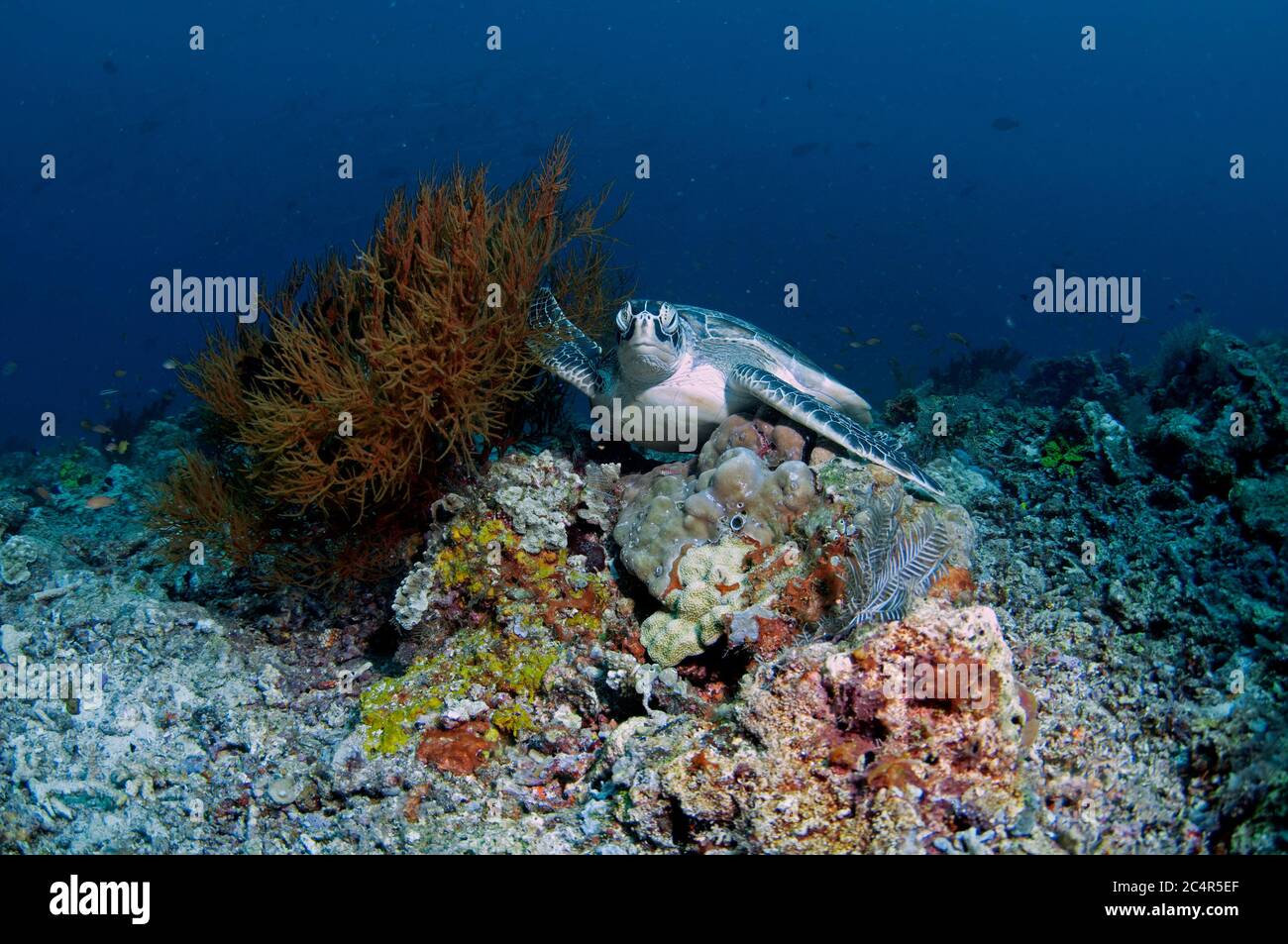 Black coral antipathes sp hi-res stock photography and images - Alamy