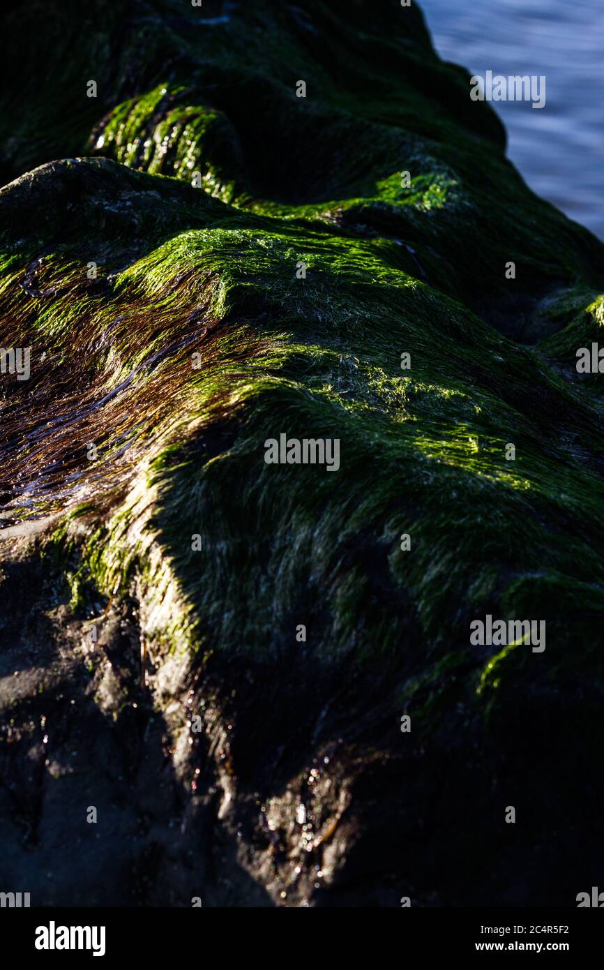 Beach seaweed growing on rocks hi-res stock photography and images - Alamy