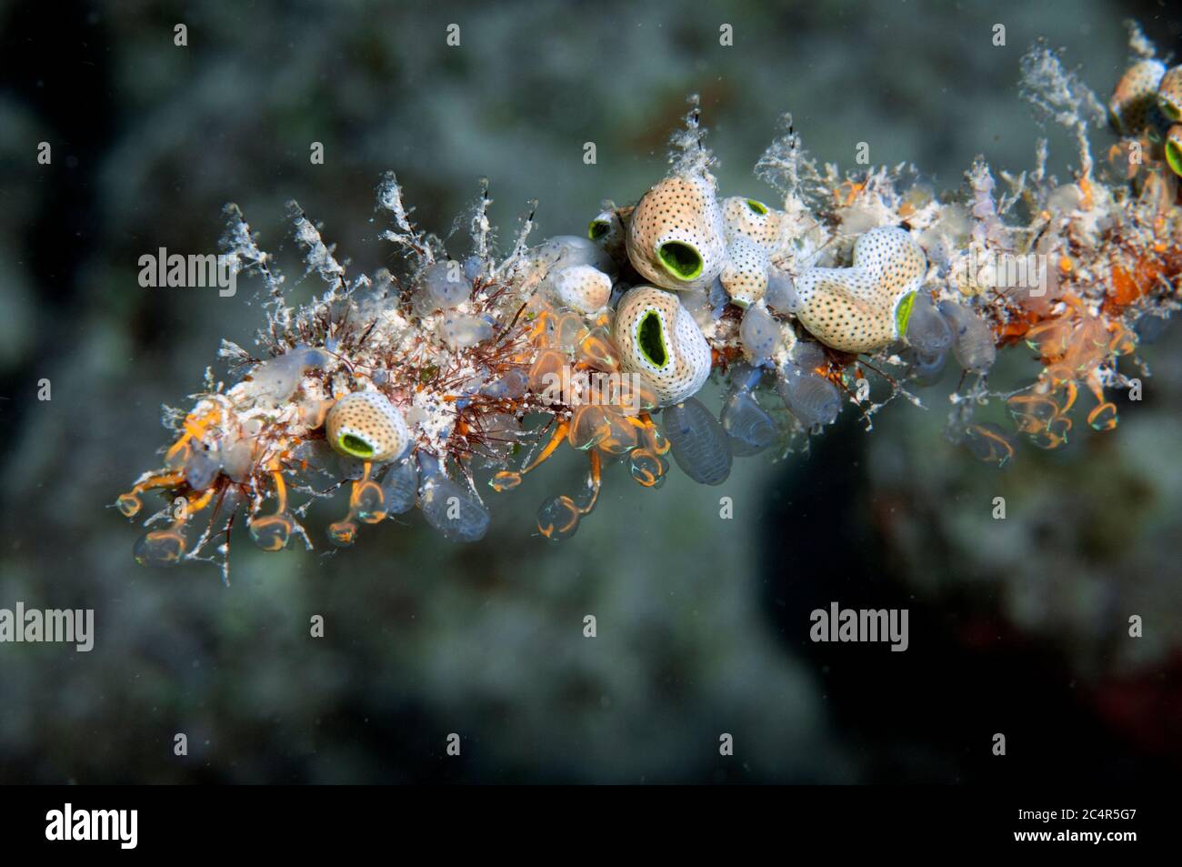 Groups of tunicates, Didemnum molle and Clavelina moluccensis, Kapalai ...