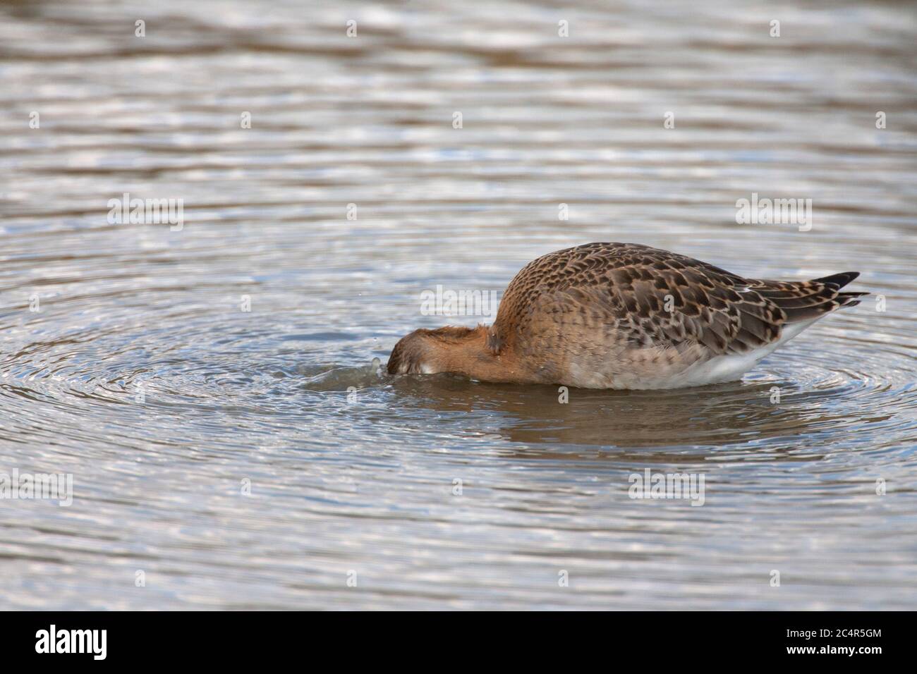 Black-tailed Godwit, Limosa limosa, Single adult feeding with head ...
