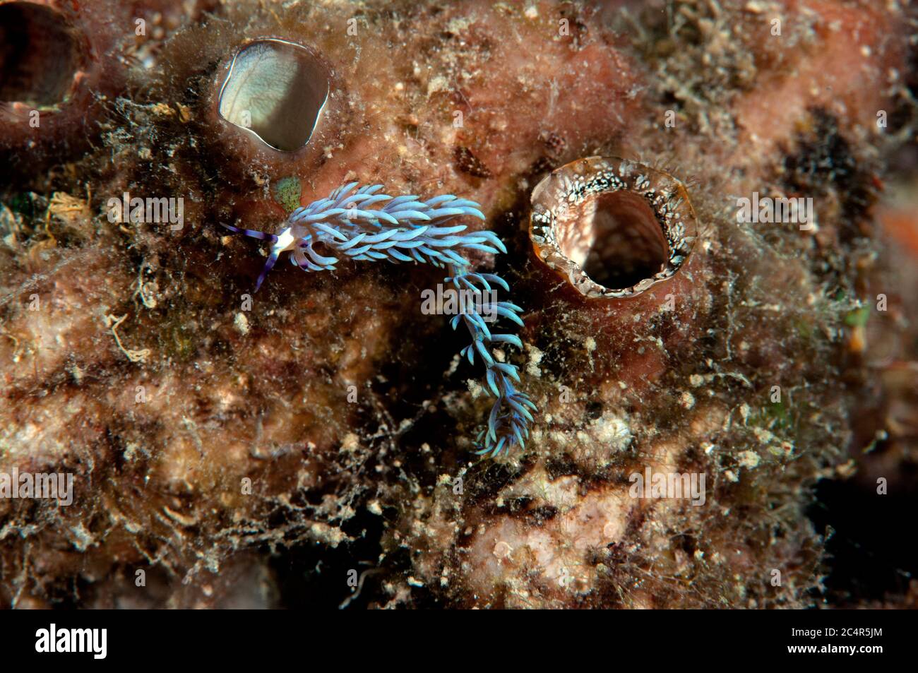 Aeolid nudibranch, Pteraeolidia semperi, Kapalai Island, Malaysia Stock ...