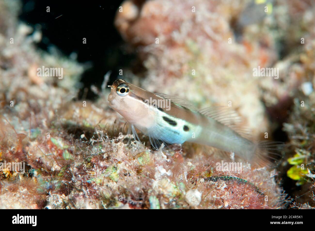 Twinspot blenny, Ecsenius bimaculatus, Kapalai Island, Malaysia Stock ...