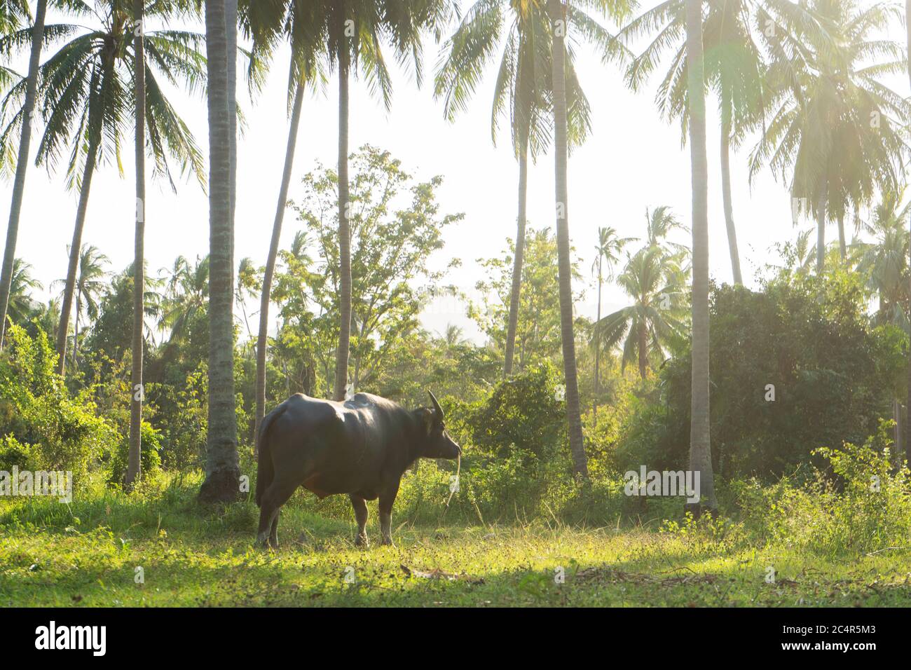 A buffalo with large horns grazes on the lawn in a green tropical ...