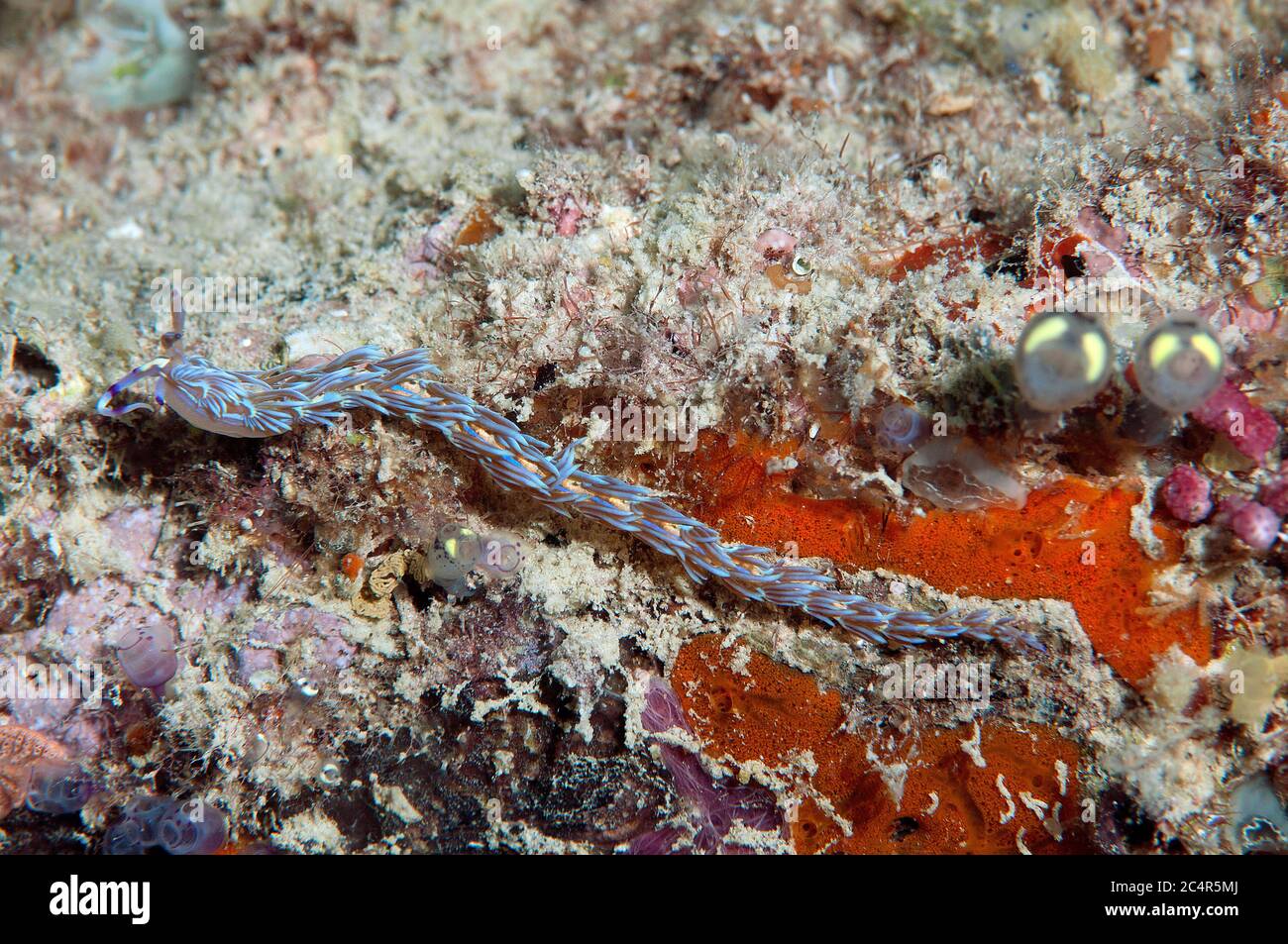 Aeolid nudibranch, Pteraeolidia semperi, Kapalai Island, Malaysia Stock ...