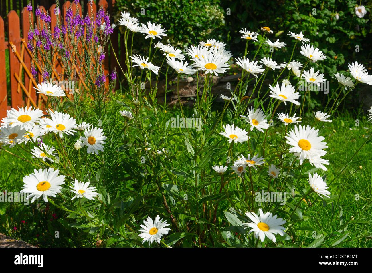 Leucanthemum x superbum, the shasta daisy out in full display during ...