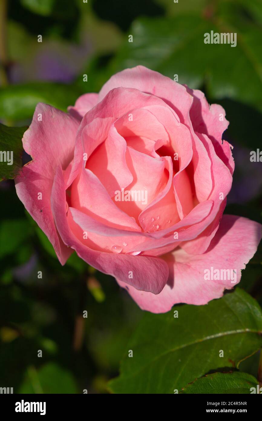 Rosa gallica,French roses from petals starting to show to full bloom ...