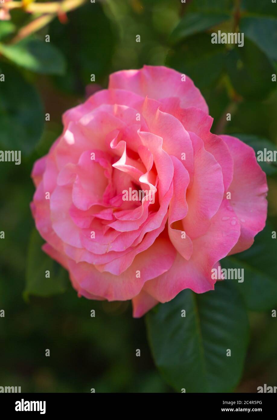 Rosa gallica,French roses from petals starting to show to full bloom ...