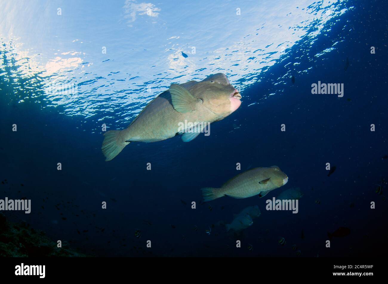 Bumphead parrotfish, Bolbometopon muricatum, Sipadan Island, Malaysia ...