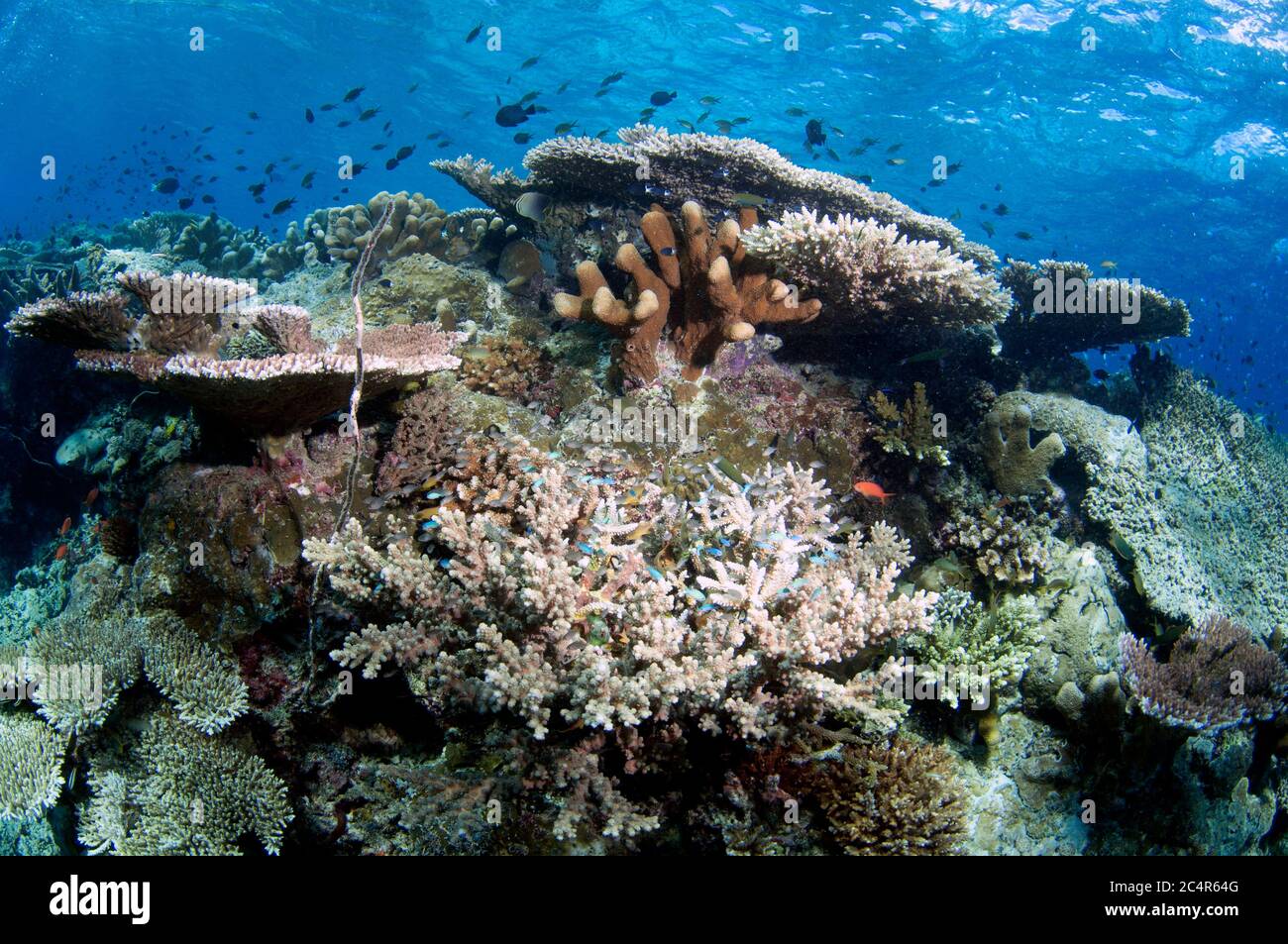 Scene of a tropical coral reef with high biodiversity, Sipadan Island ...