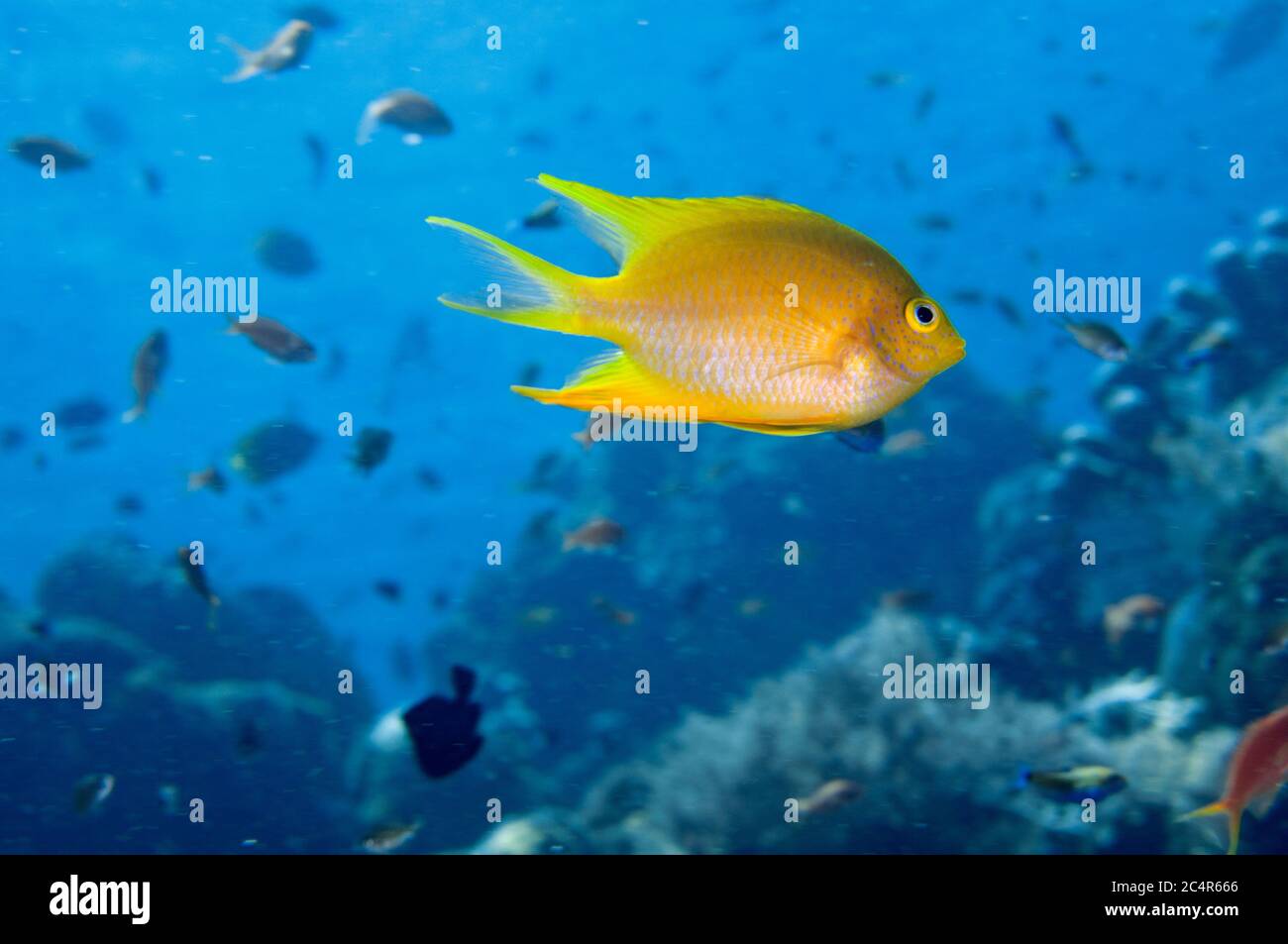 Golden damsel, Amblyglyphidodon aureus, Sipadan Island, Malaysia Stock ...