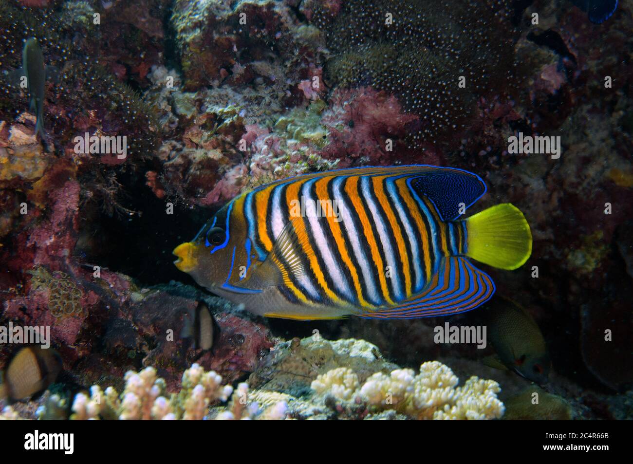 Regal angelfish, Pygoplites diacanthus, Sipadan Island, Malaysia Stock ...