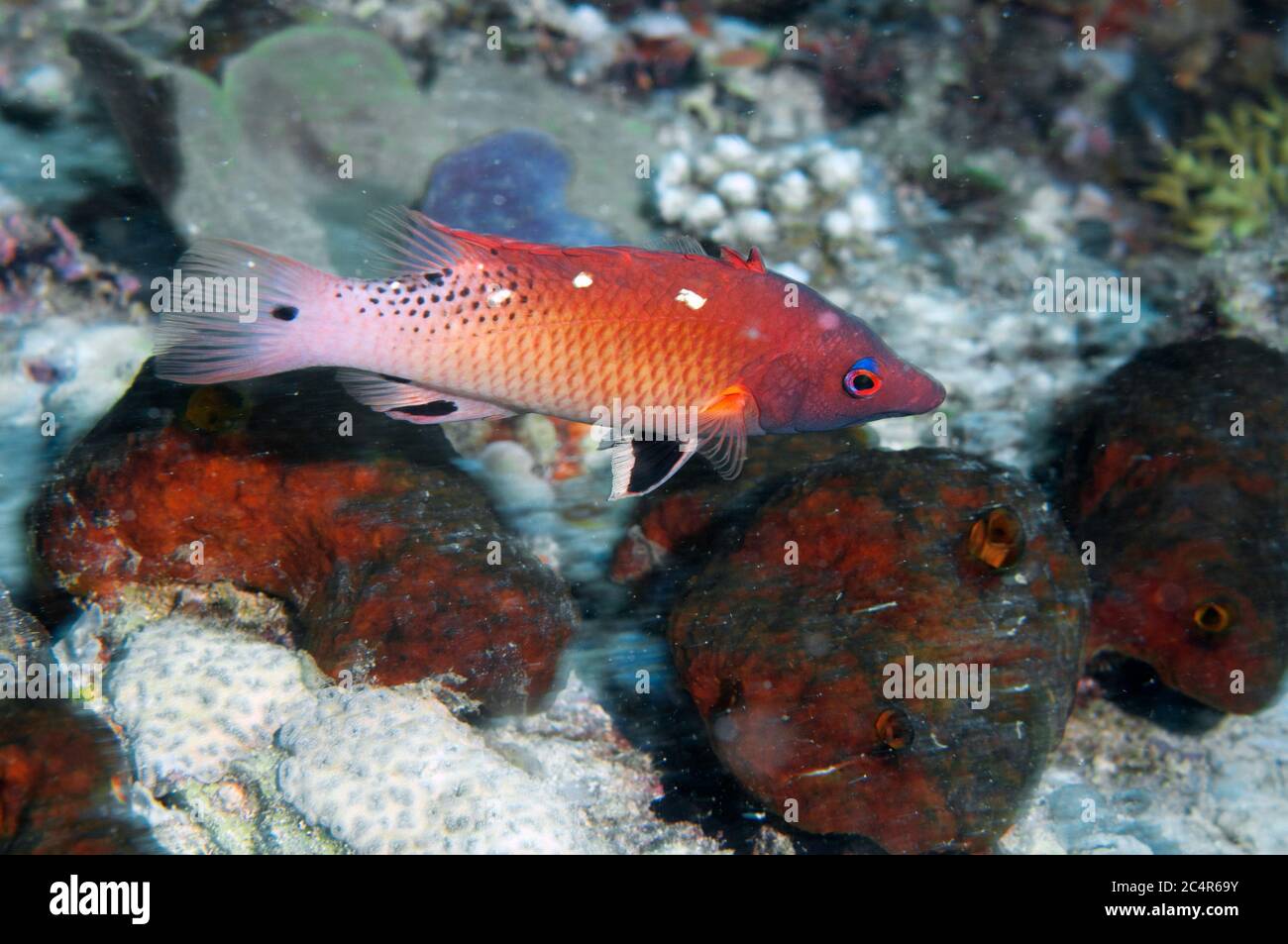 Prognathus hi-res stock photography and images - Alamy