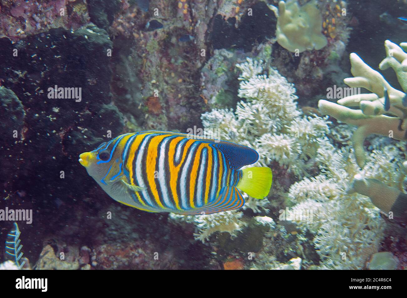 Regal angelfish pygoplites diacanthus hi-res stock photography and ...