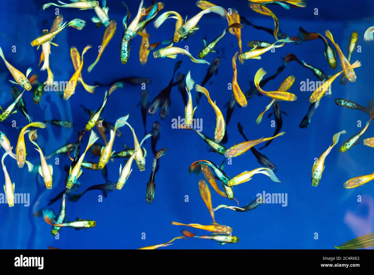 Colored tropical fish in a decorative pond. Orange decorative fish on a ...