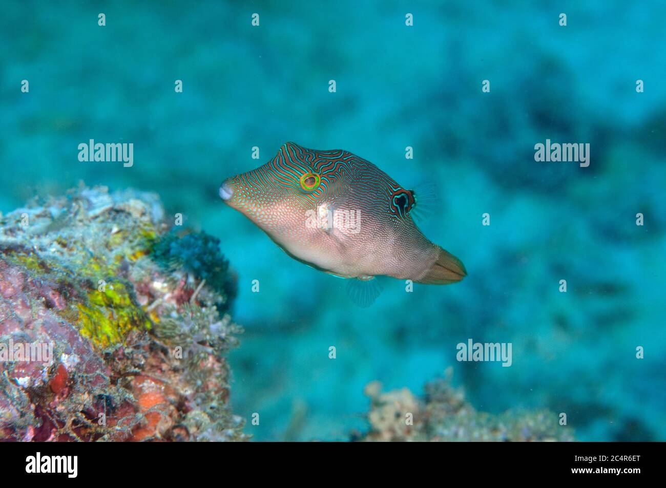 Fingerprint toby, Canthigaster compressa, Mabul Kapalai, Malaysia Stock ...