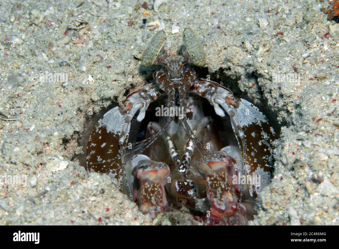 Zebra mantis shrimp, Lysiosquillina maculata, Mabul Kapalai, Malaysia ...