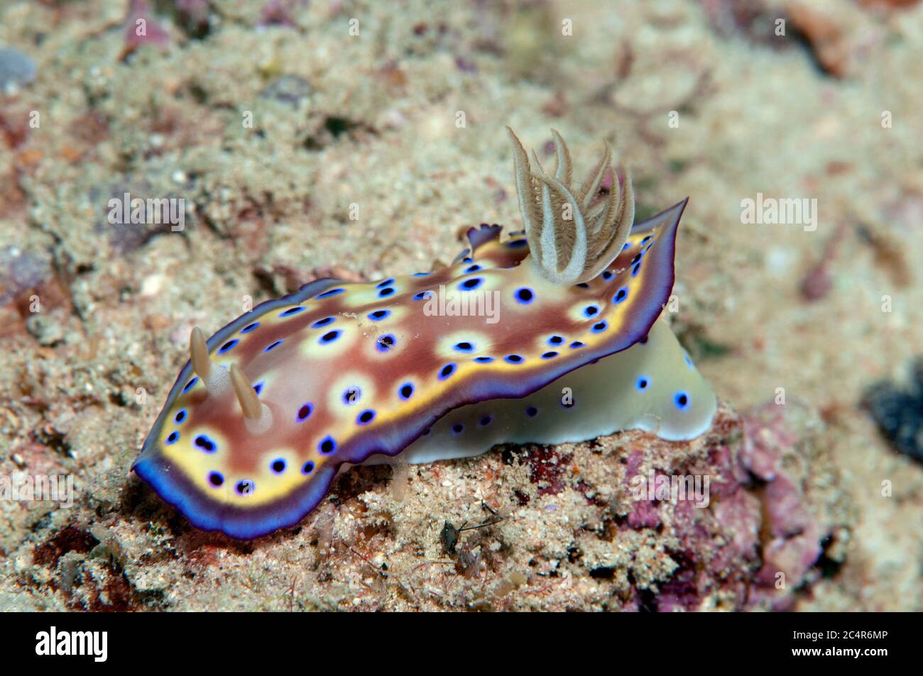 Dotted sea slug hi-res stock photography and images - Alamy