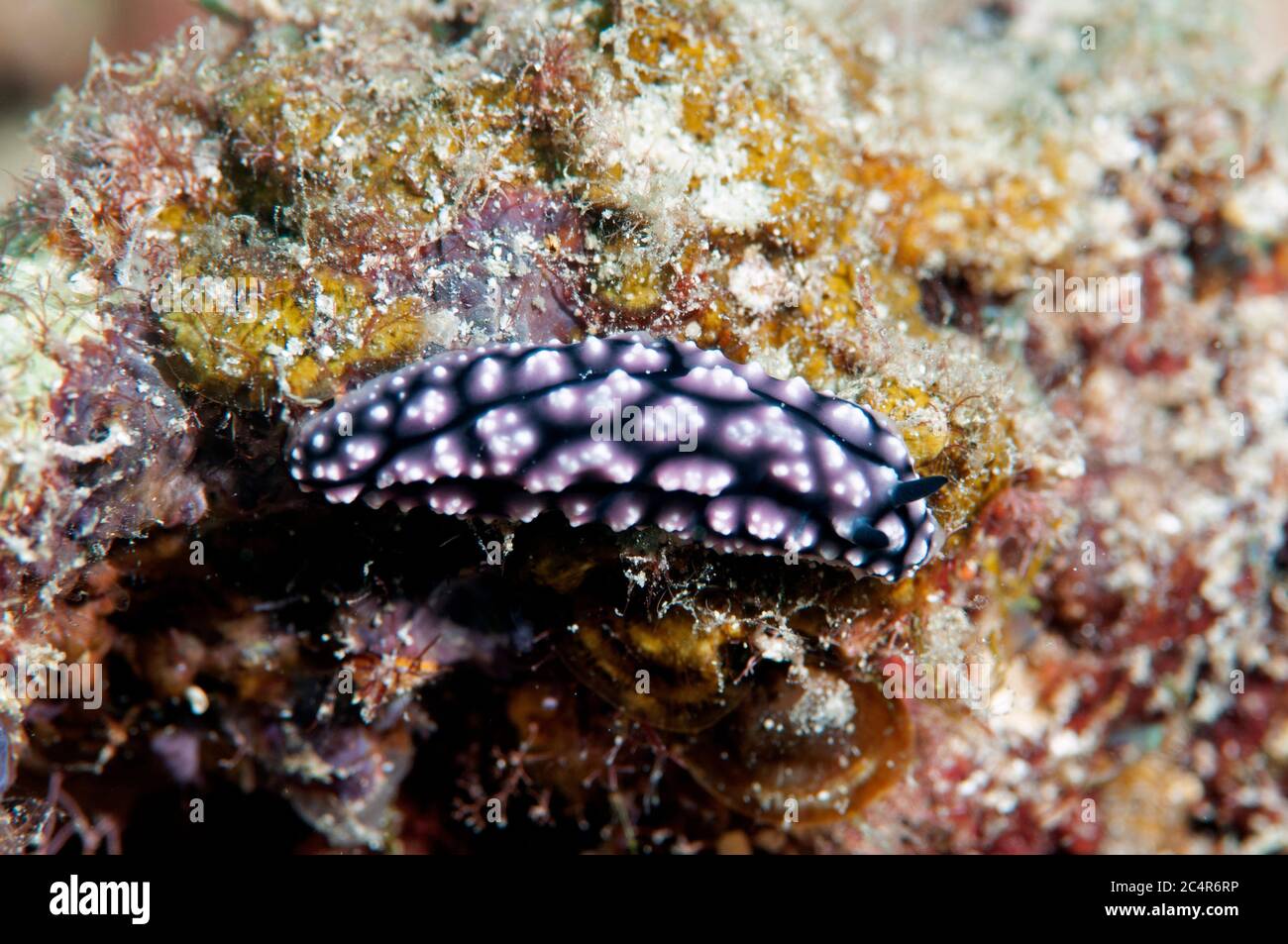 Nudibranch, Phyllidiopsis krempfi, Mabul Kapalai, Malaysia Stock Photo ...