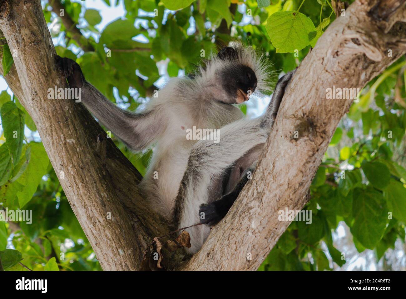 Monkey stretching hi-res stock photography and images - Alamy