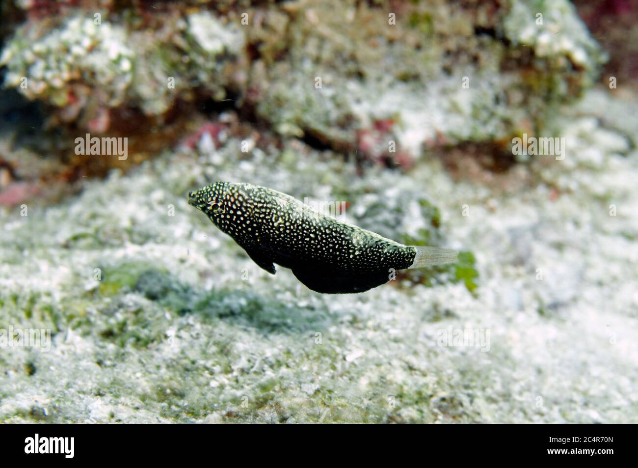 Initial phase of a black wrasse, Macropharyngodon negrosensis, Mabul ...