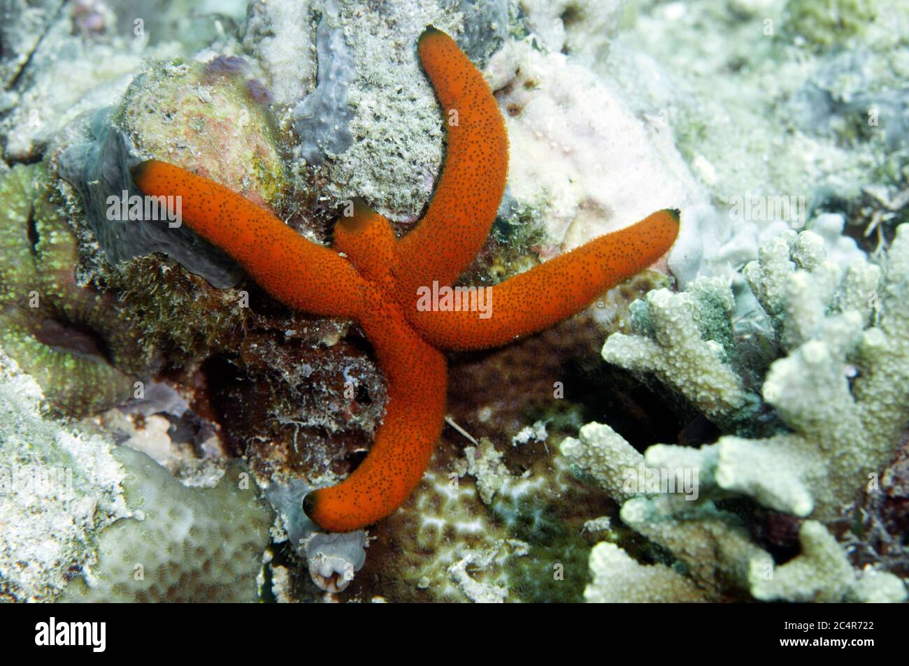 Red sea stra, Leiaster sp., Mabul Kapalai, Malaysia Stock Photo - Alamy