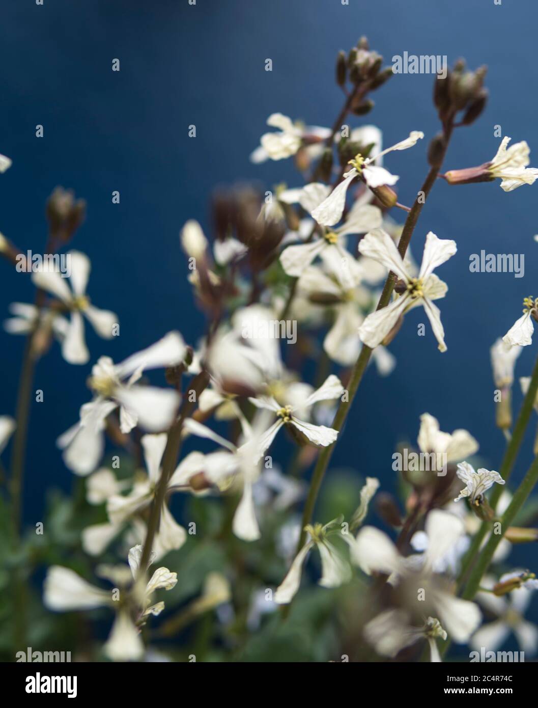 Close up of small white arugula flowers over dark background Stock ...