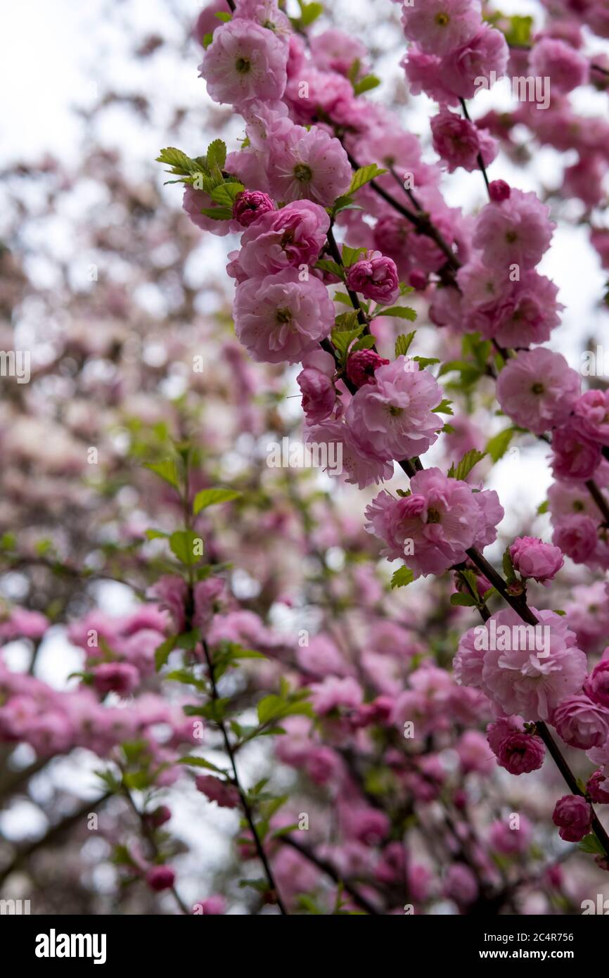 pink flowers of prunus triloba growing on a tree during spring season ...