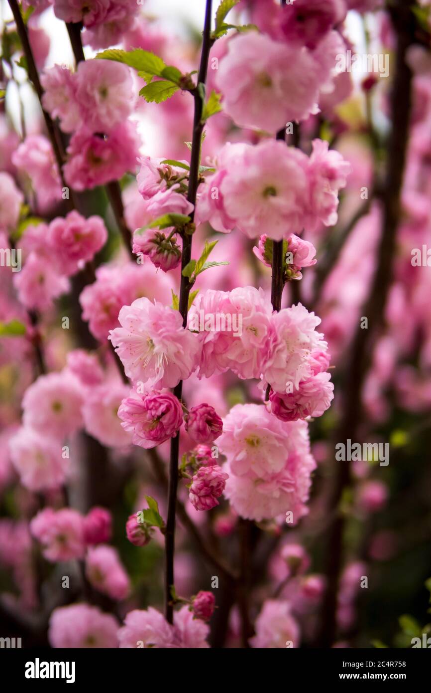 pink flowers of prunus triloba growing on a tree during spring season ...