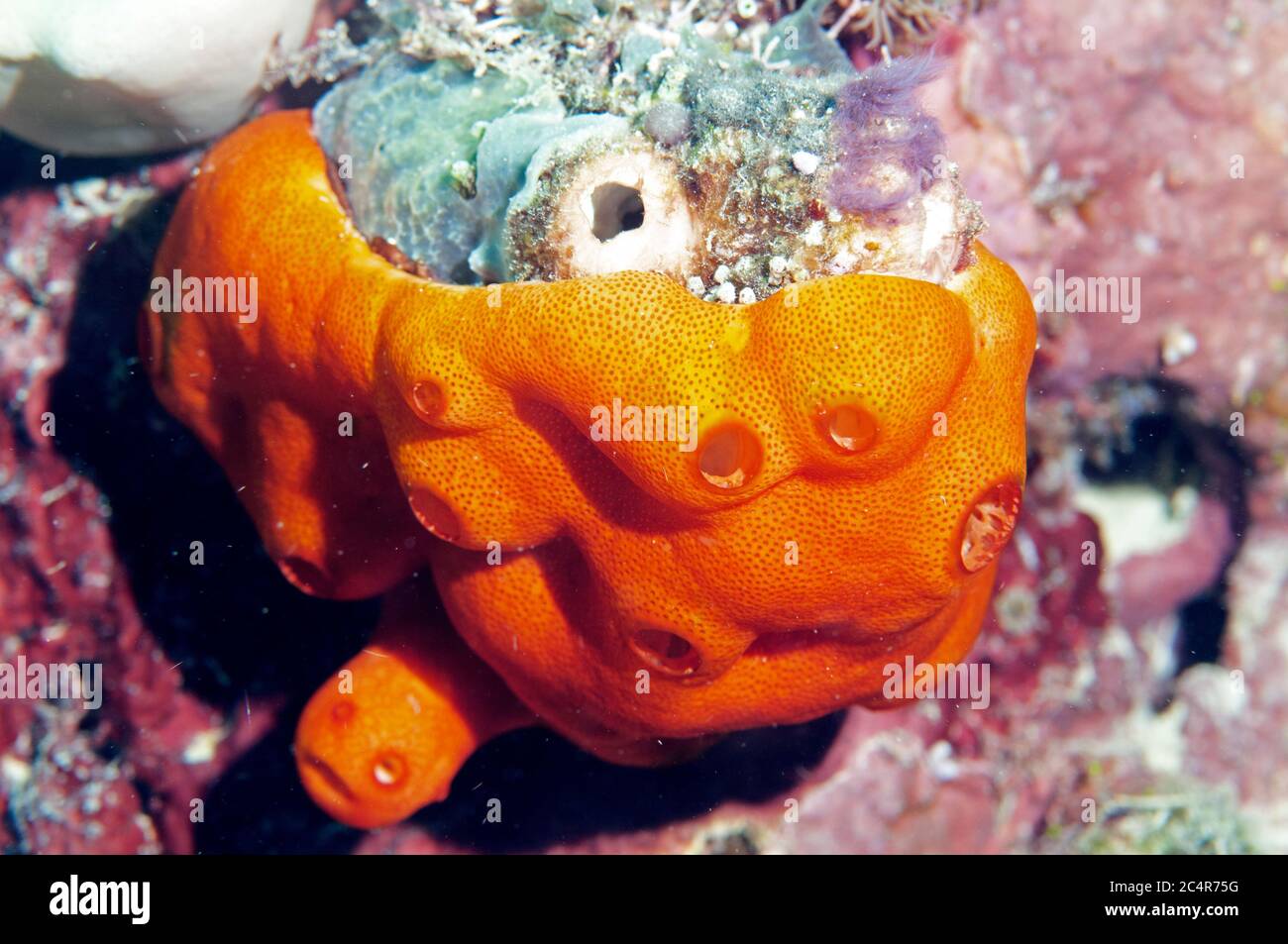 Haliclona hi-res stock photography and images - Alamy