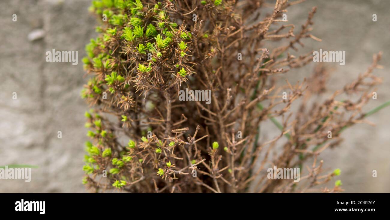 detail of a small evergreen tree almost withered and without needles ...