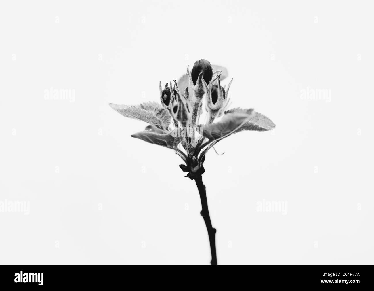close up of small buds of apple tree flowers isolated over white ...