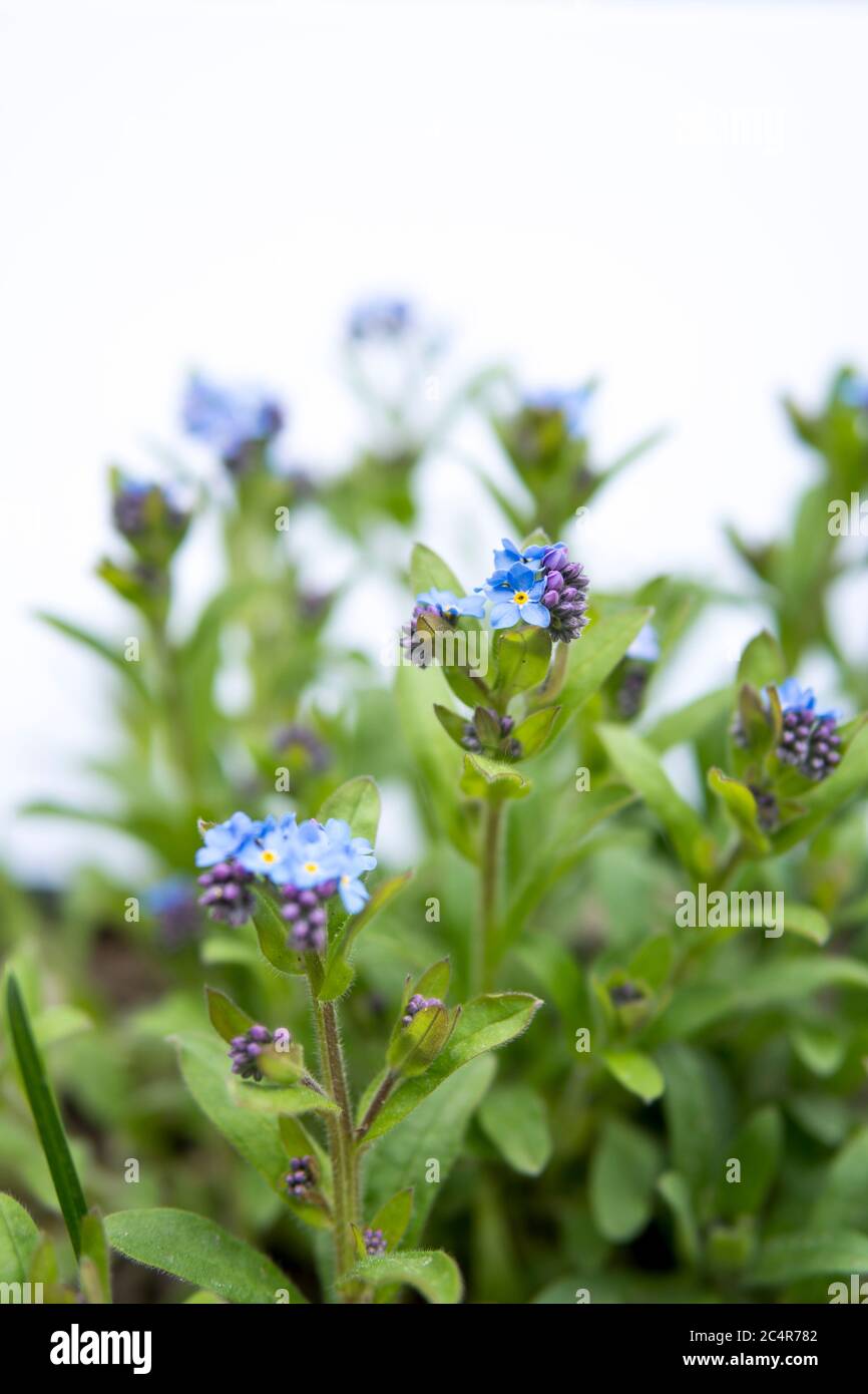 detail of myosotis flowering plant isolated over white background Stock ...