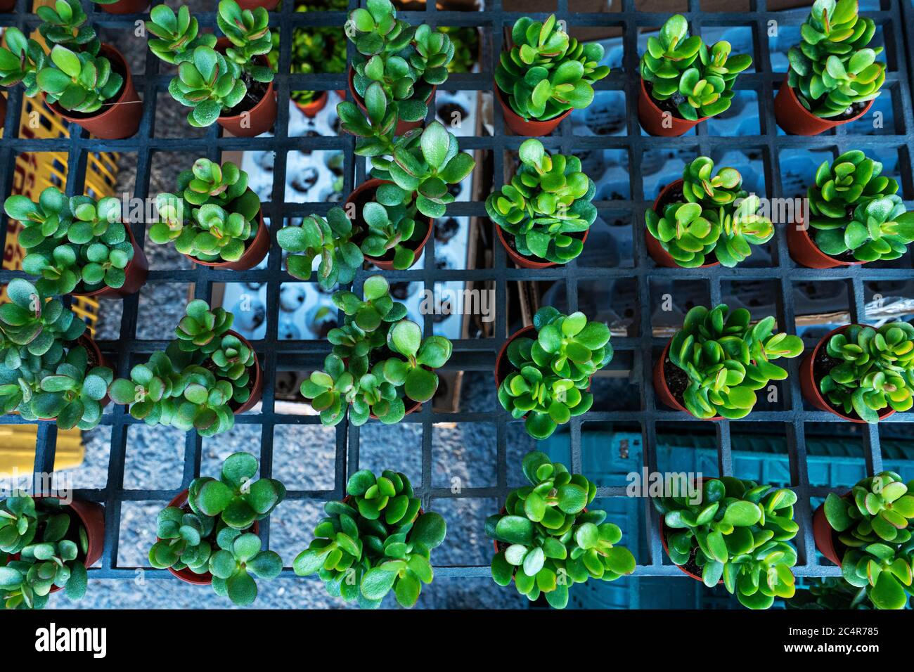 Small decorative flower pots with succulents. View from above. Decor ...