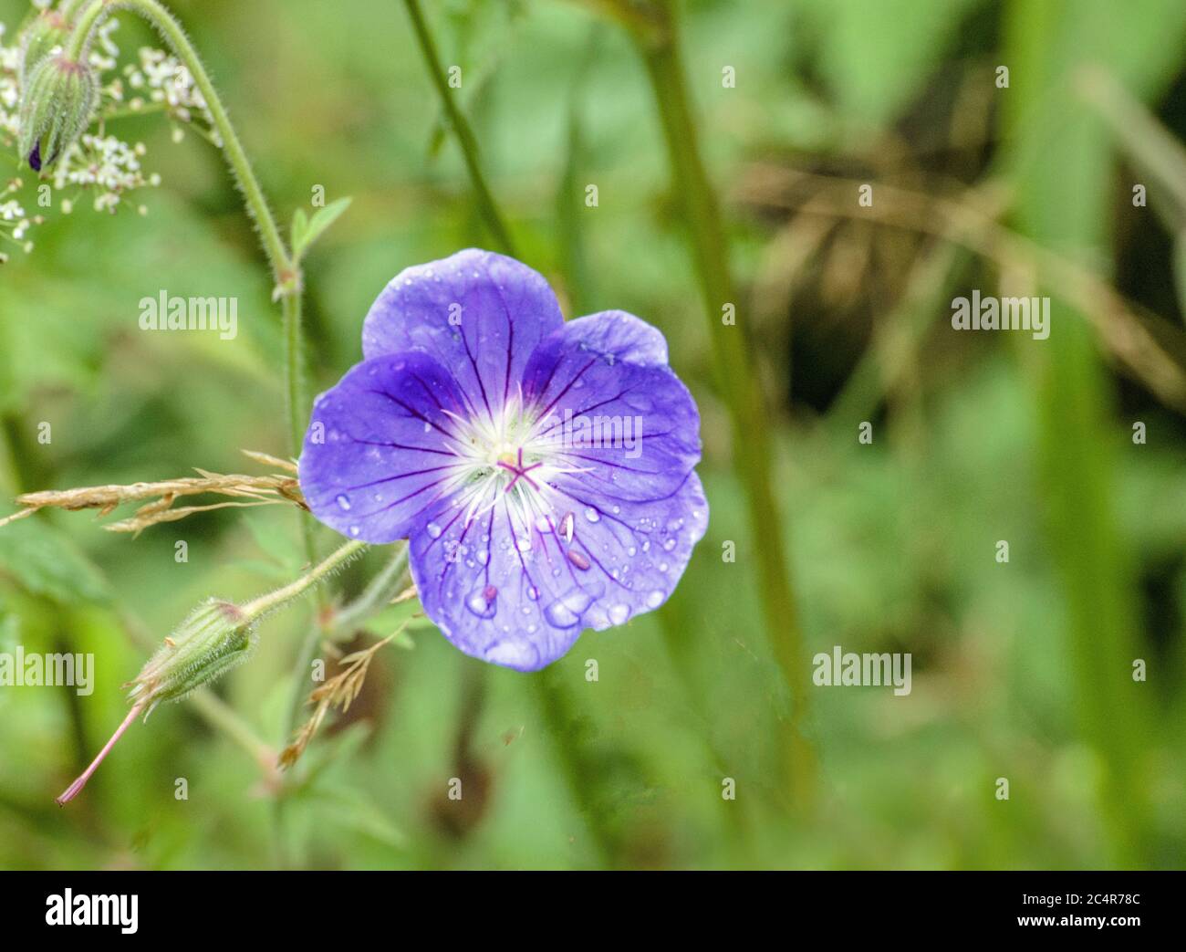 Geranium 'Johnson's Blue' (Cranesbill) in a garden hedge in June, in ...