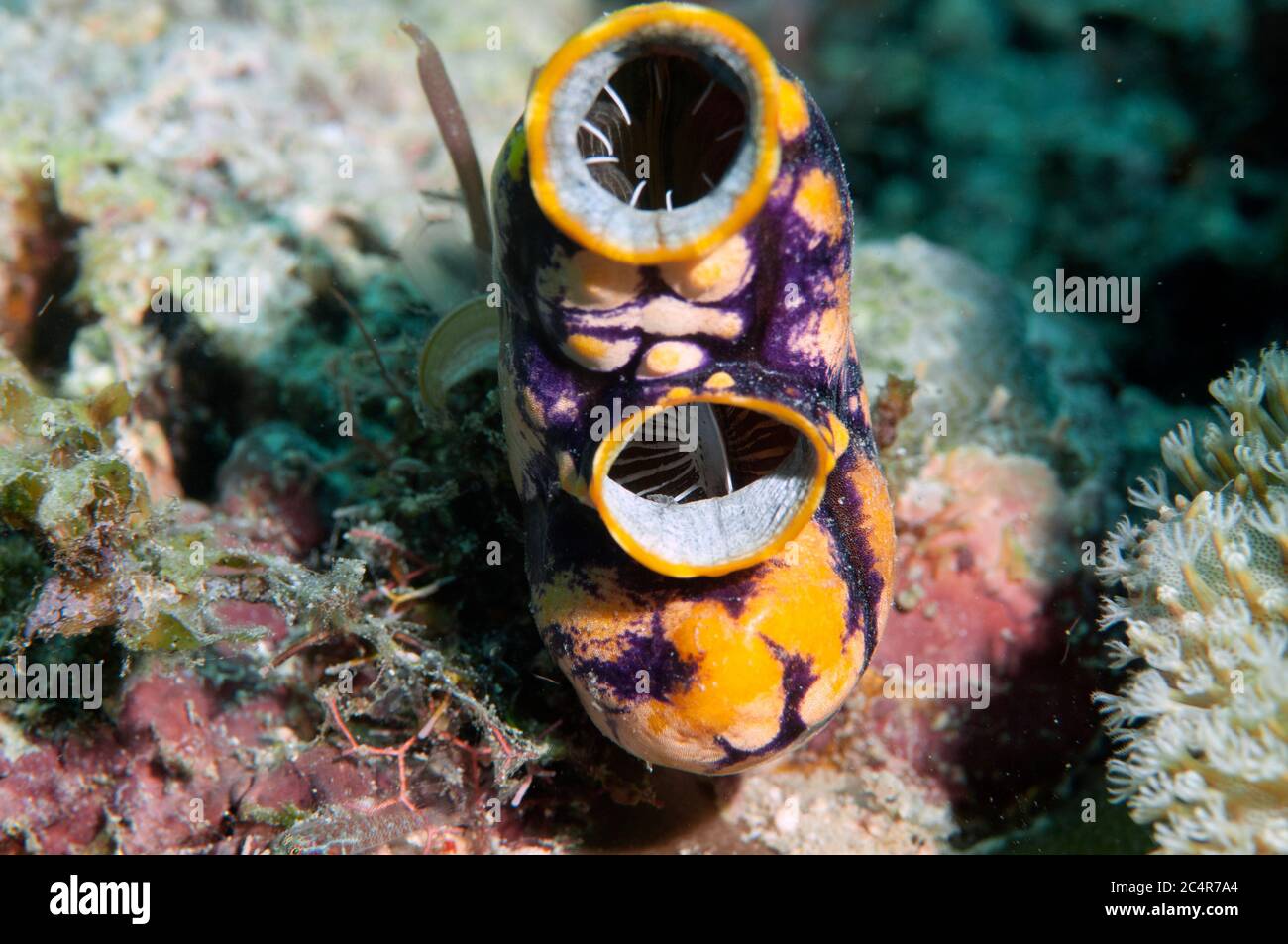 Tunicate polycarpa aurata hi-res stock photography and images - Alamy