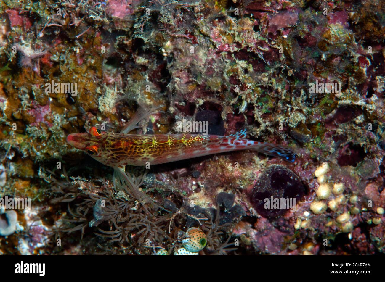 Dwarf hawkfish, Cirrhitichthys falco, Mabul Kapalai, Malaysia Stock ...