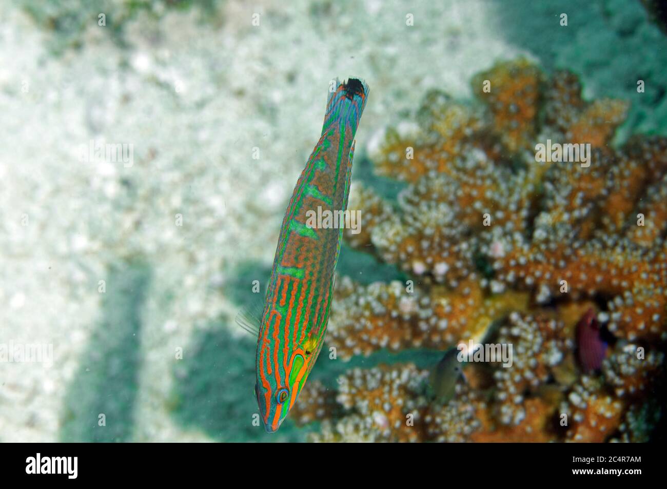 Pinstriped wrasse, Halichoeres melanurus, Mabul Kapalai, Malaysia Stock ...