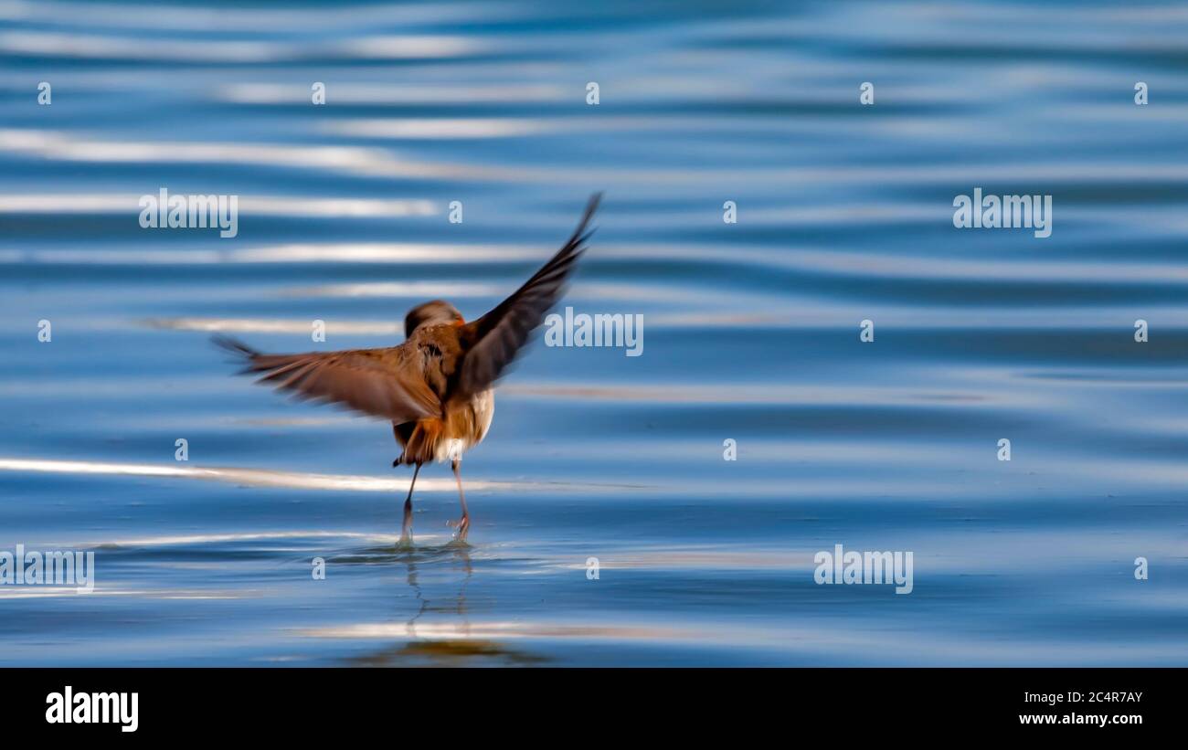 Flying robin. Blue water background. Bird: European Robin. Erithacus ...